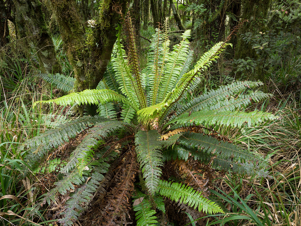 The Ruins of the Moment: Piupiu (Crown fern), No. 1 Line track — Photos ...